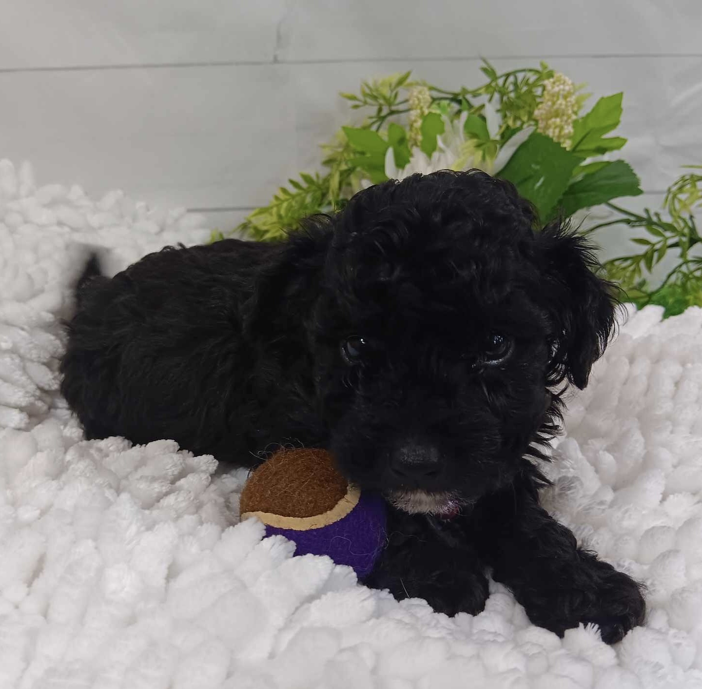 puppy, for, sale, Poodle Toy, Alisa Breedlove, dog, breeder ...