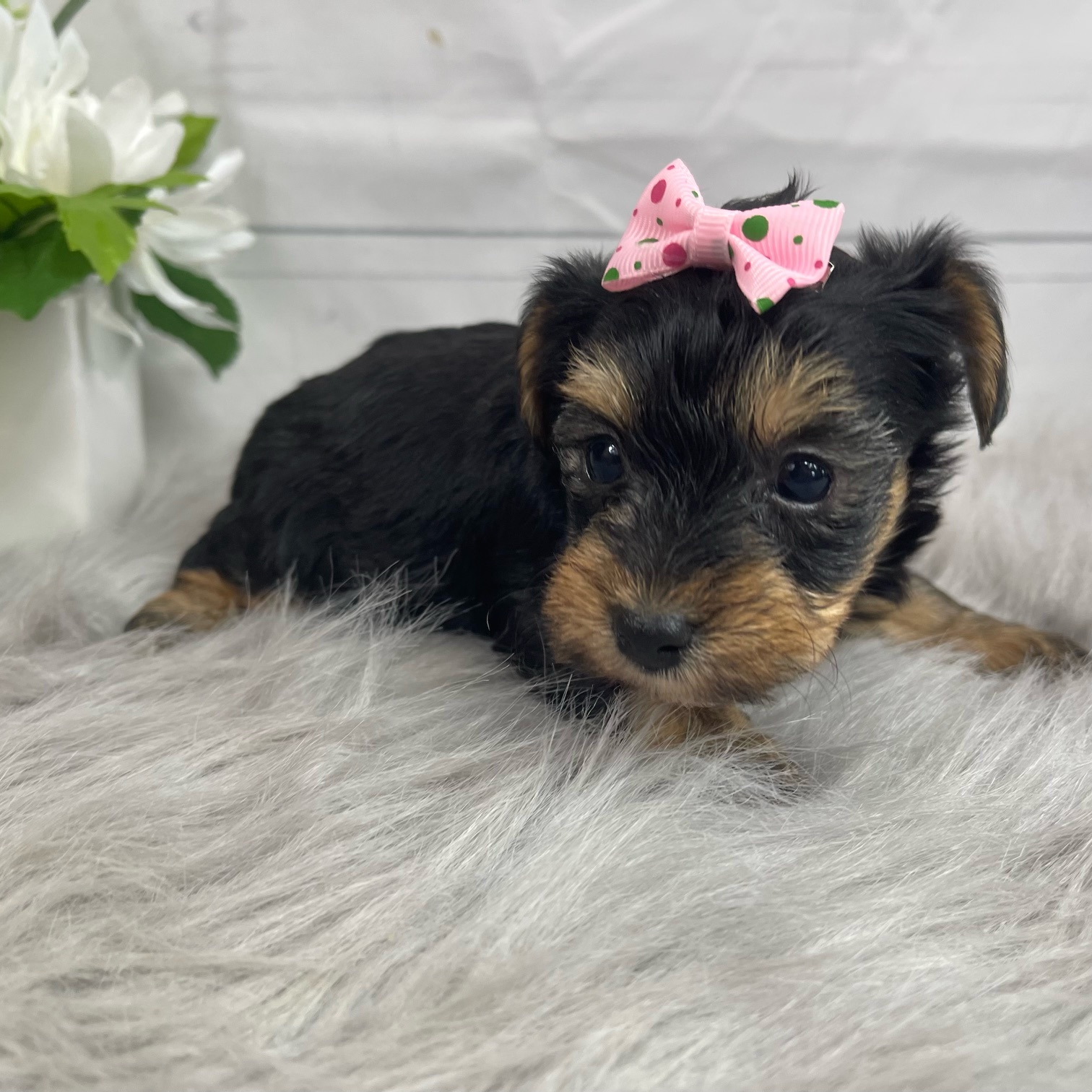 puppy, for, sale, Yorkiepoo, Alisa Breedlove, dog, breeder, Waynesville ...