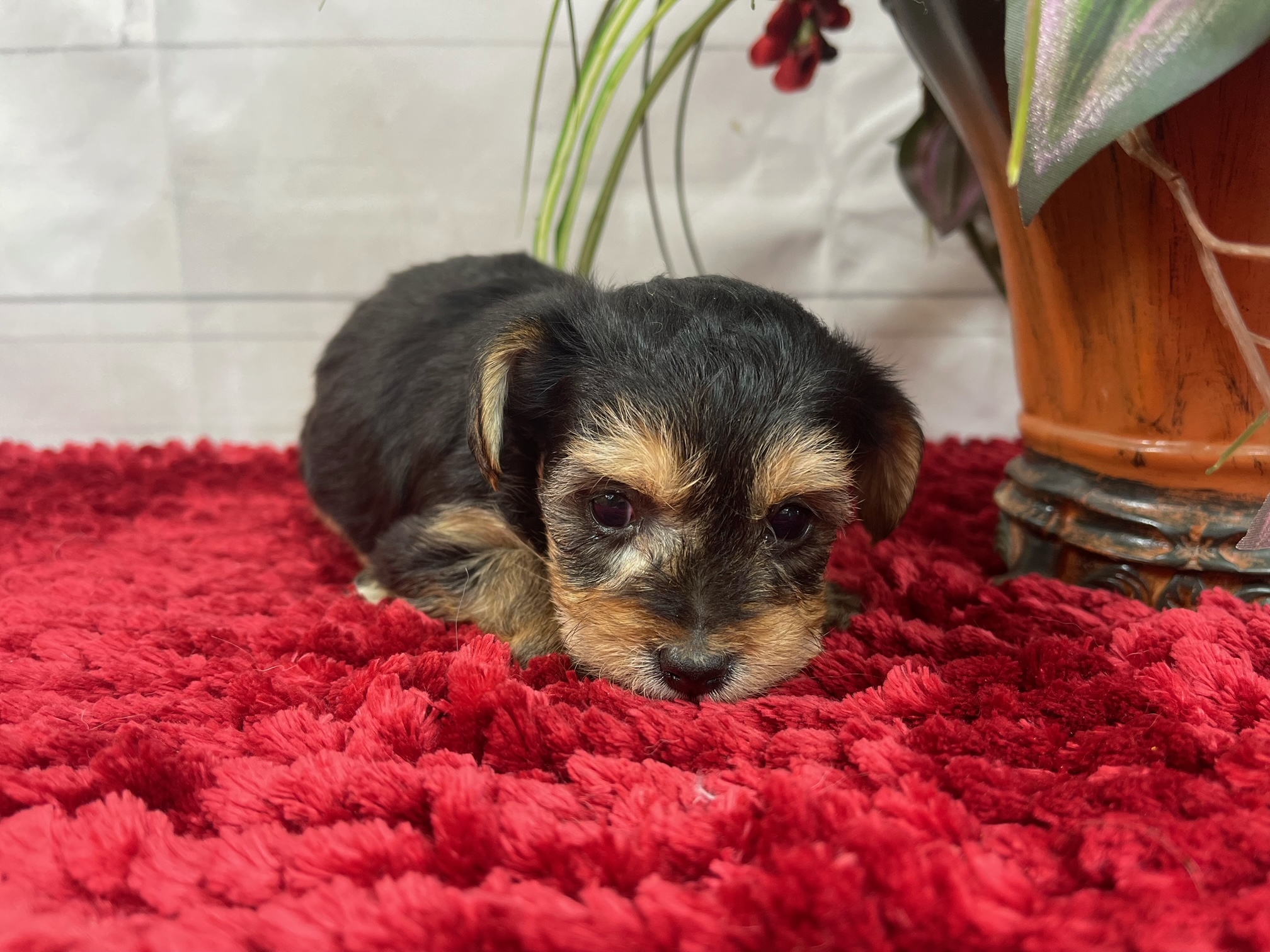 puppy, for, sale, Yorkiepoo, Alisa Breedlove, dog, breeder, Waynesville ...