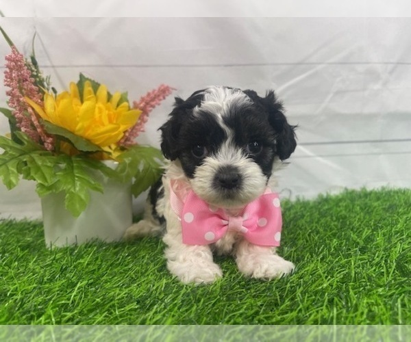 puppy, for, sale, Maltese/Poodle Toy, Alisa Breedlove, dog, breeder ...