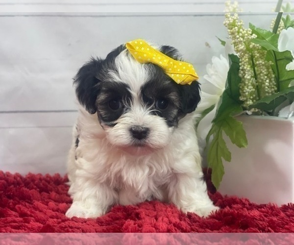 puppy, for, sale, Maltese/Poodle Toy, Alisa Breedlove, dog, breeder ...